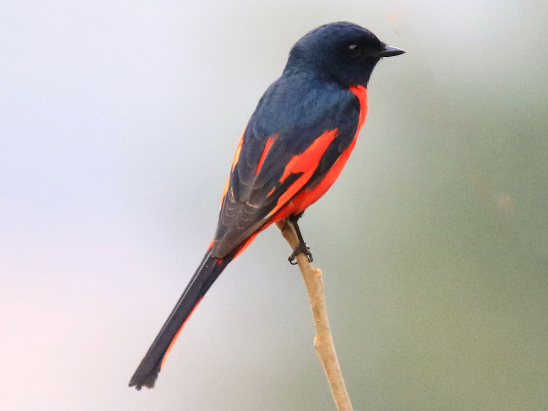 Long-tailed Minivet - eBird