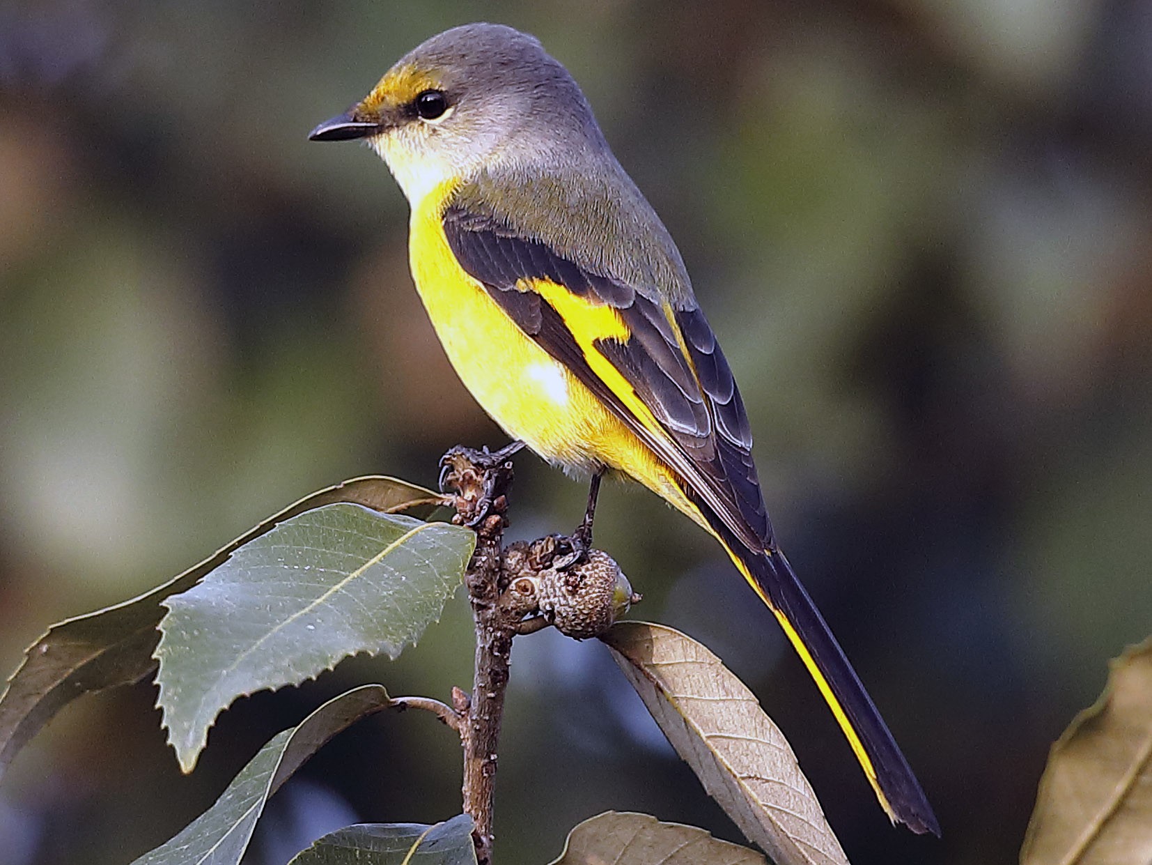 Long-tailed Minivet - eBird