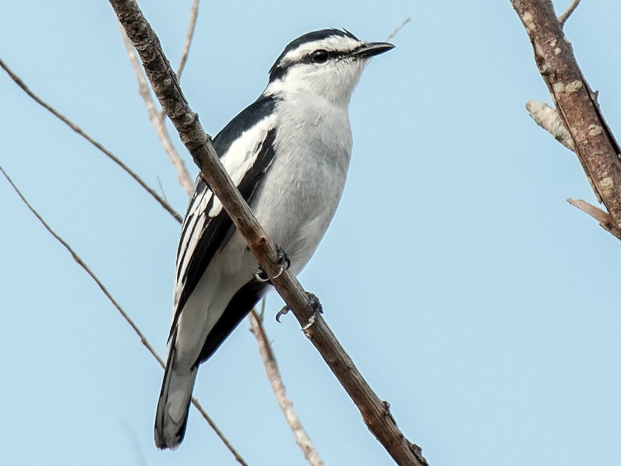 Pied Triller - eBird