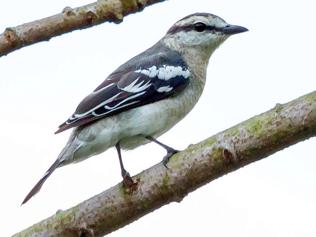 Pied Triller - eBird