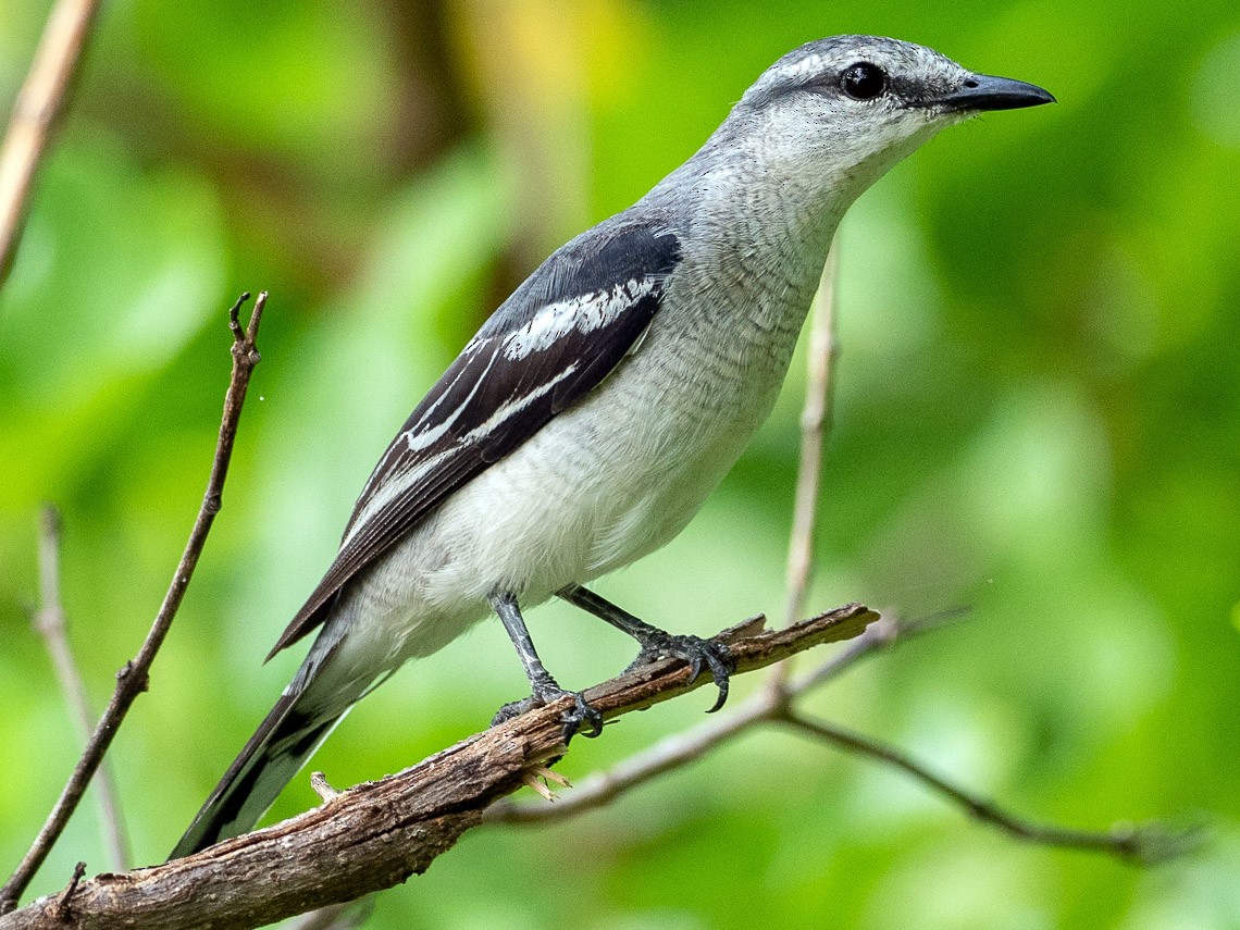 Pied Triller - eBird