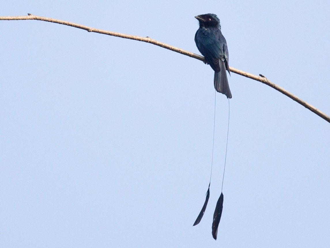 Lesser Racket-tailed Drongo - eBird