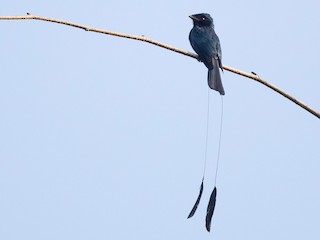 Lesser Racket-tailed Drongo - eBird