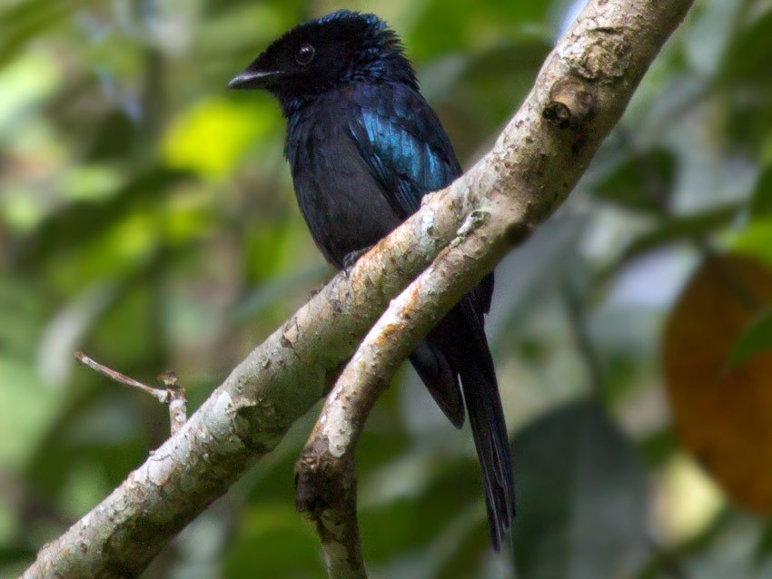 Lesser Racket-tailed Drongo - eBird
