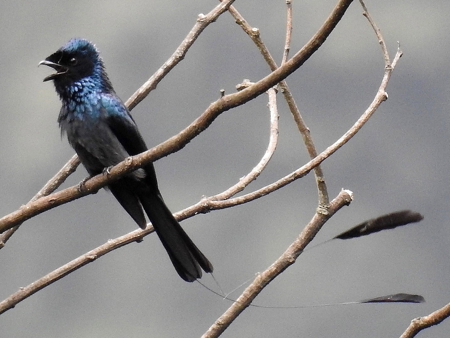 Lesser Racket-tailed Drongo - eBird