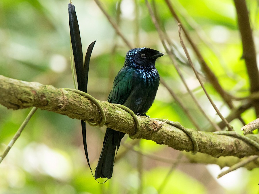 Lesser Racket-tailed Drongo - eBird