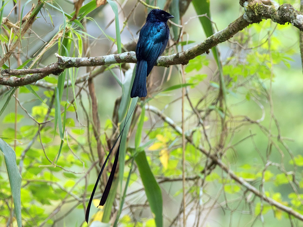 Lesser Racket-tailed Drongo - eBird