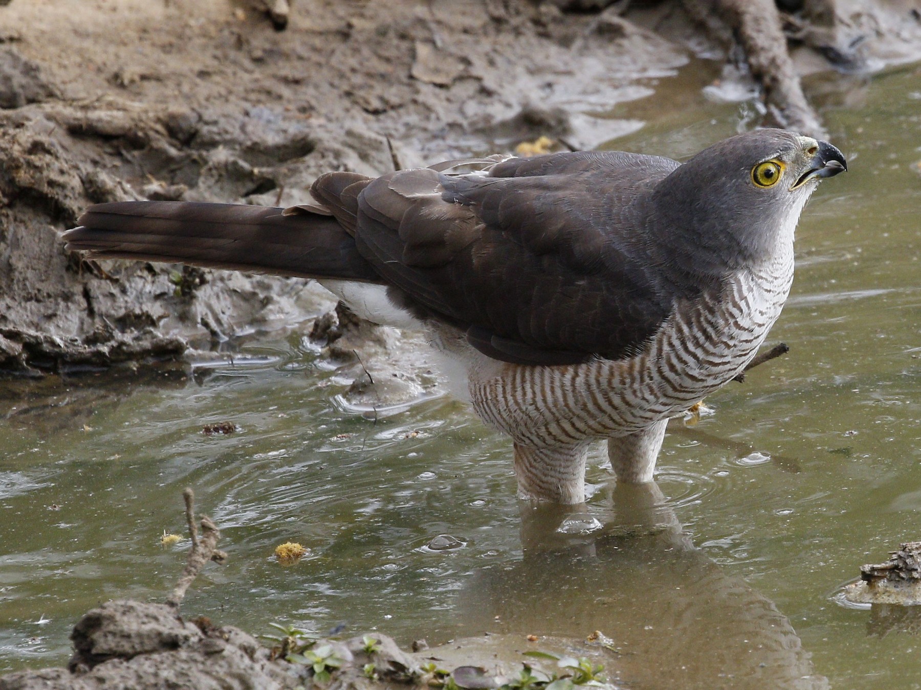 African Goshawk - eBird