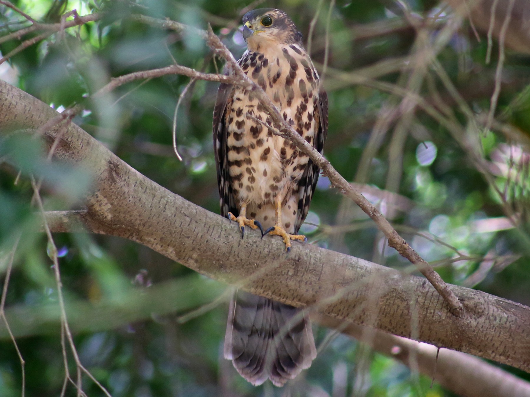 African Goshawk - eBird