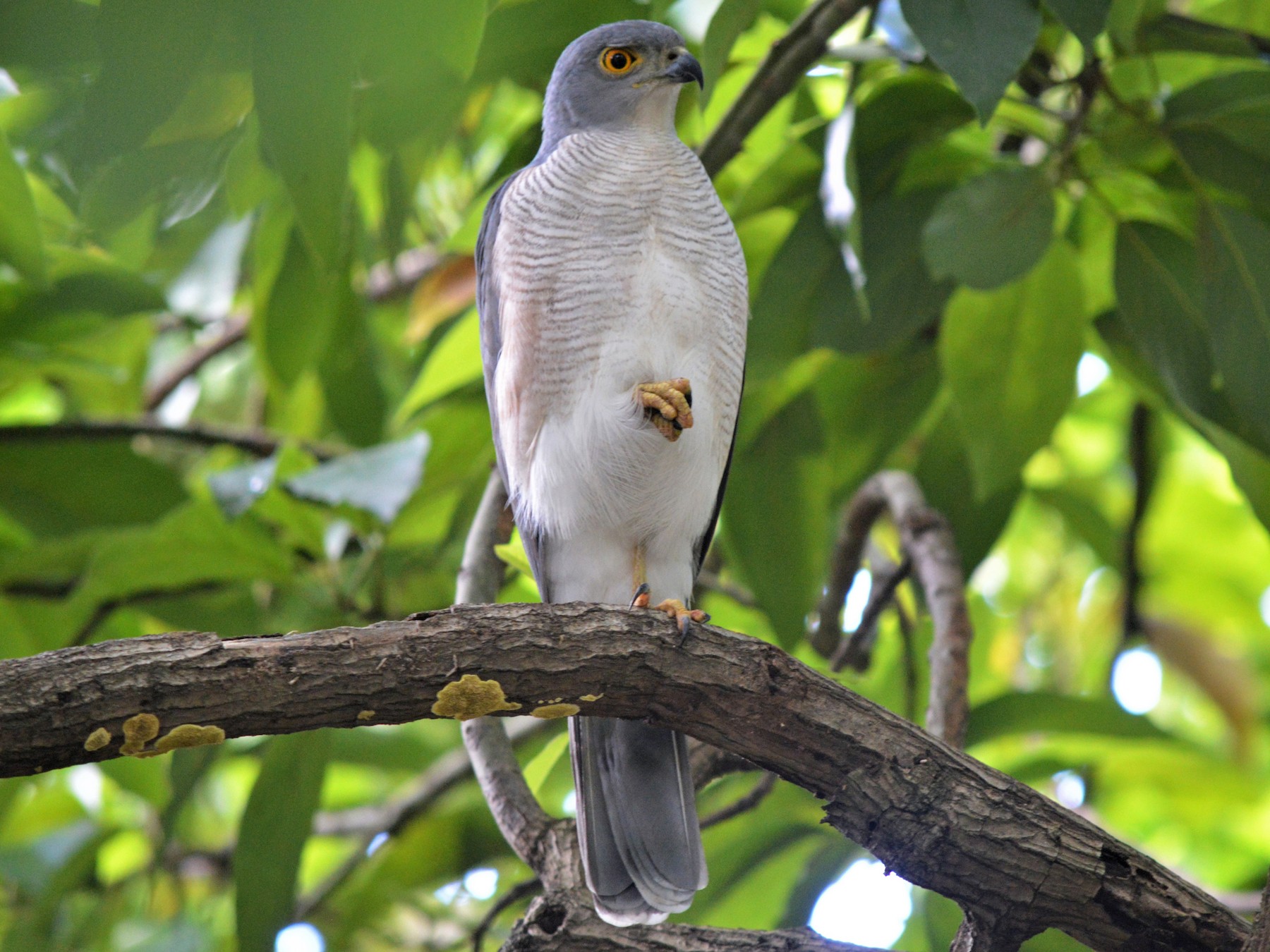 African Goshawk - eBird
