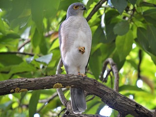 African Goshawk - eBird
