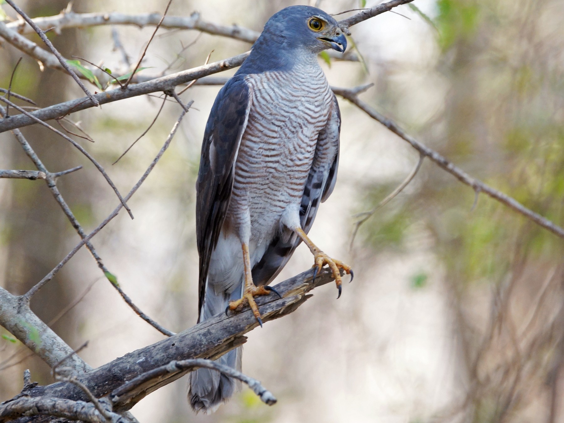 African Goshawk - eBird