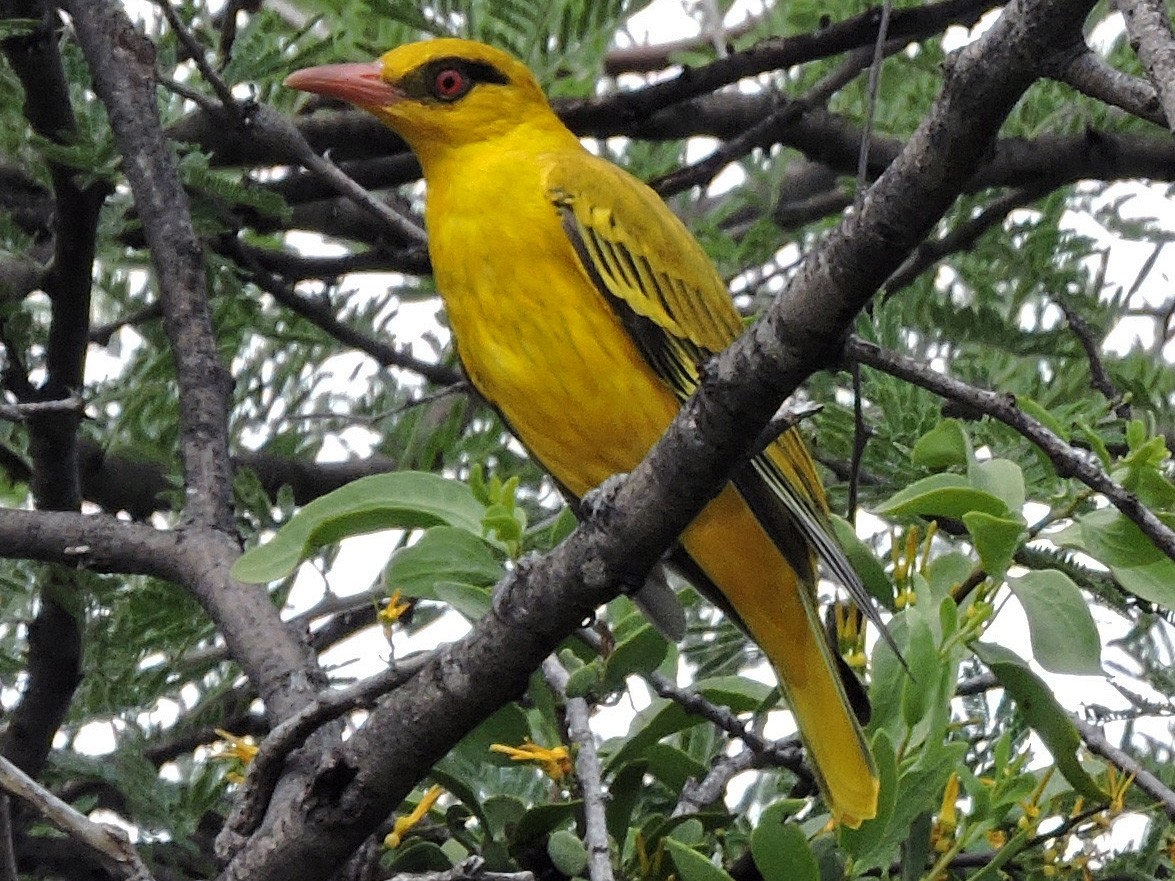 African Golden Oriole - eBird