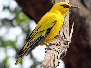 African Golden Oriole - eBird