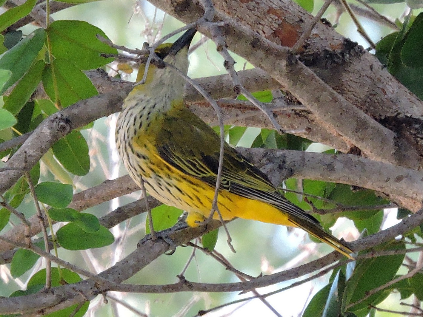 African Golden Oriole - eBird