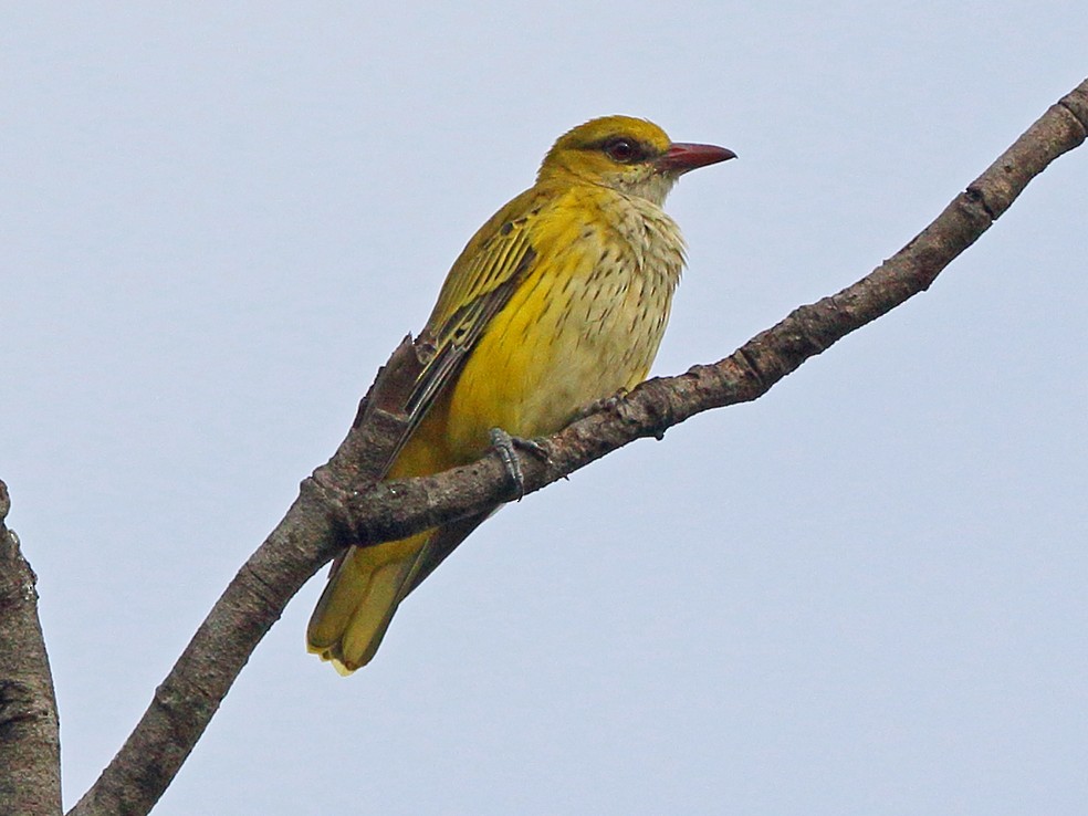 African Golden Oriole - eBird