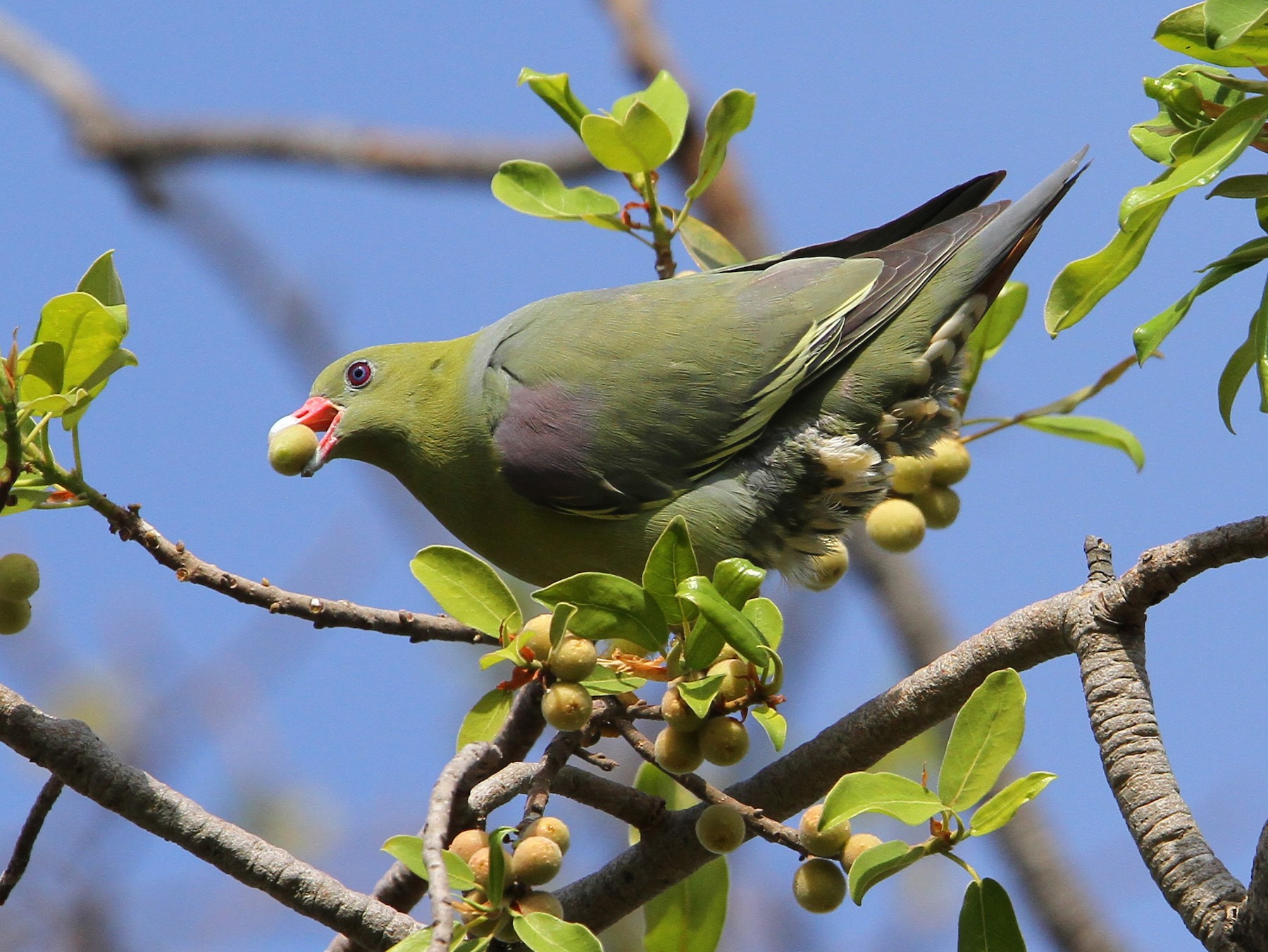 African Green-Pigeon - eBird