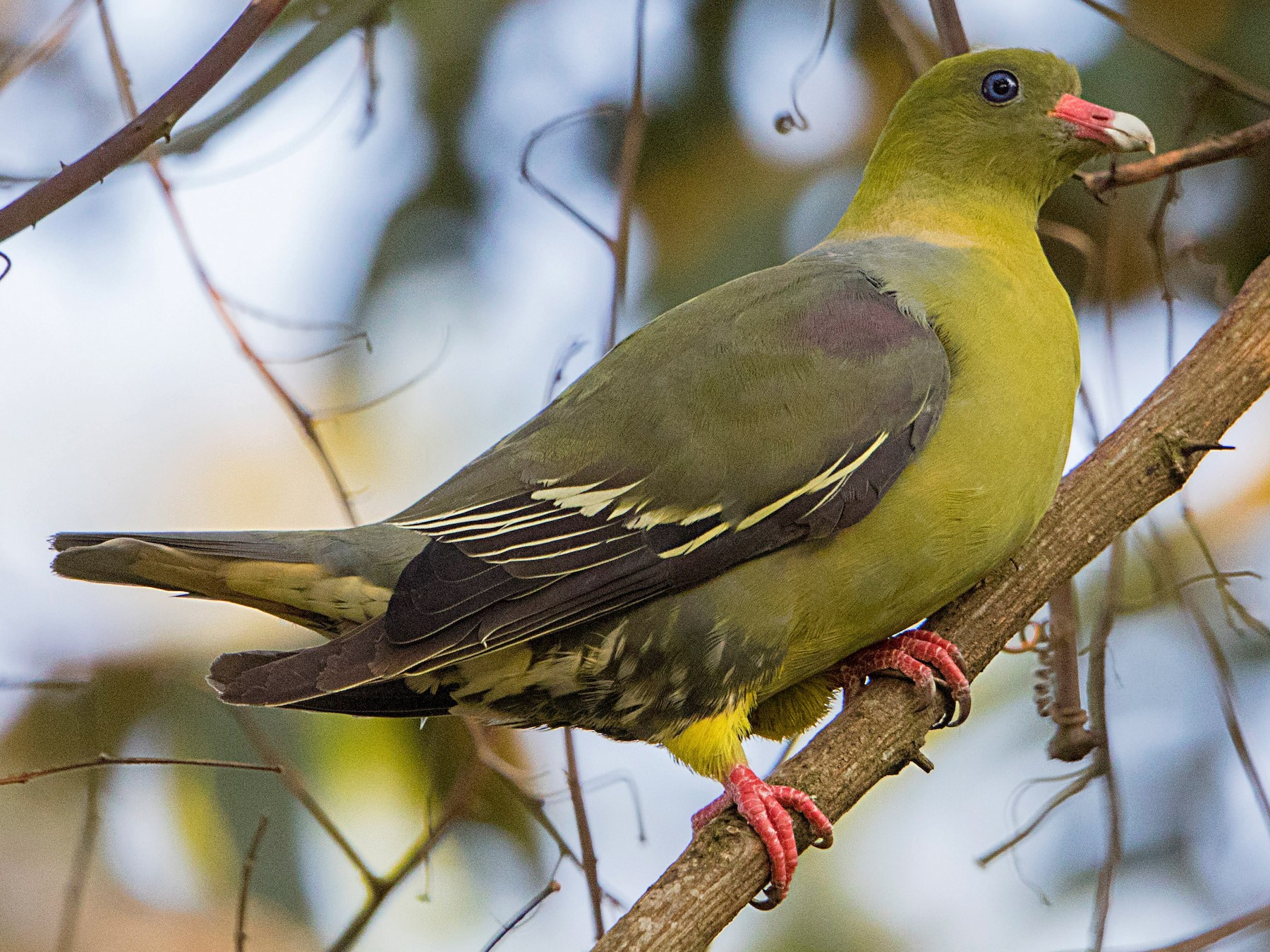 African Green-Pigeon - eBird