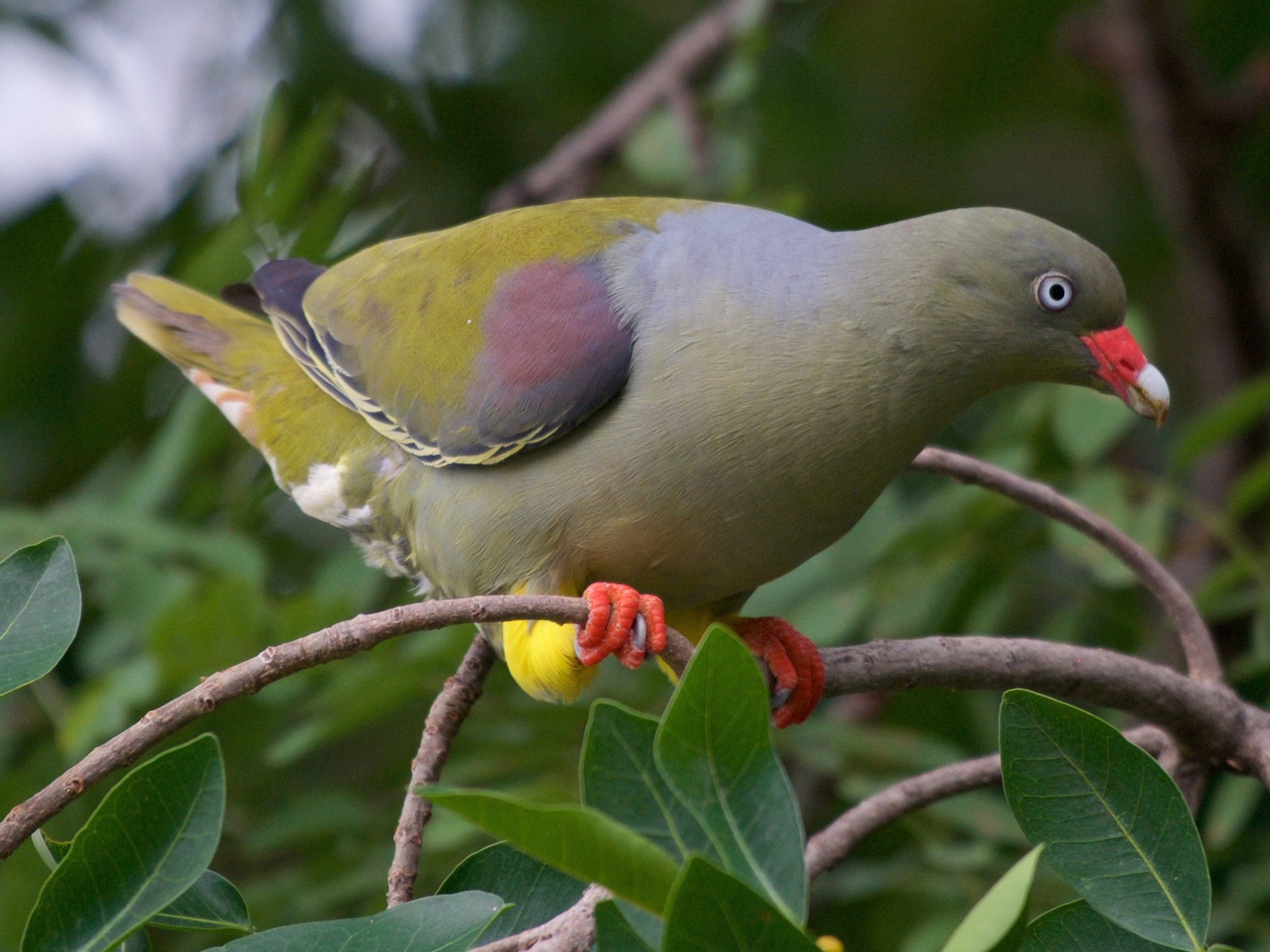 African Green-Pigeon - eBird