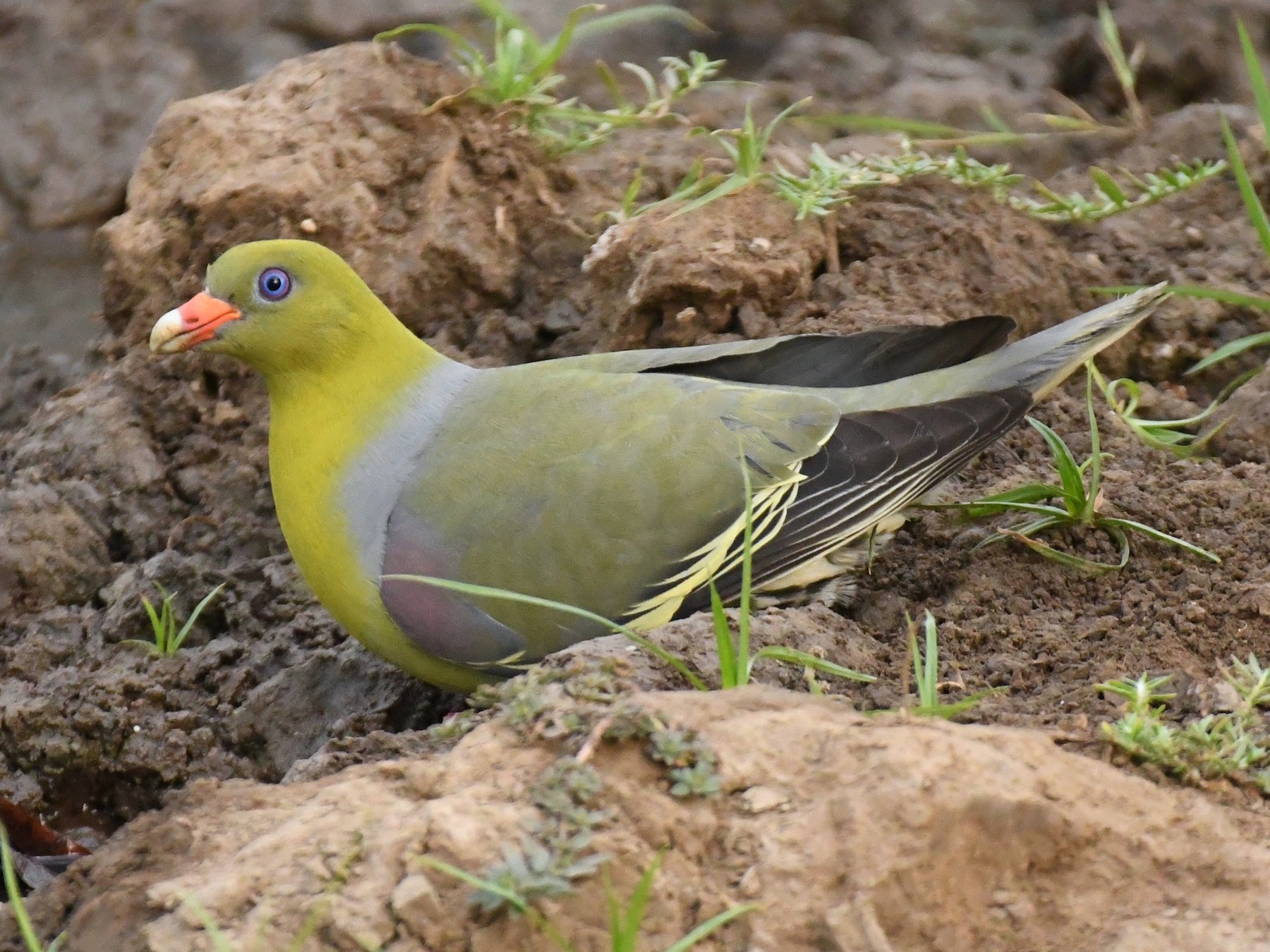 African Green-Pigeon - eBird