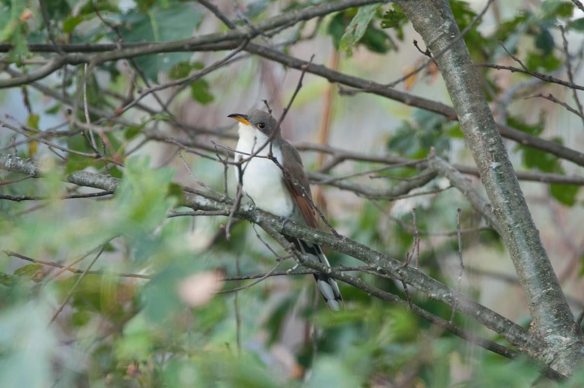 eBird Checklist - 30 Sep 2018 - Blue Ridge Pkwy--Ridge Junction (Yancey ...