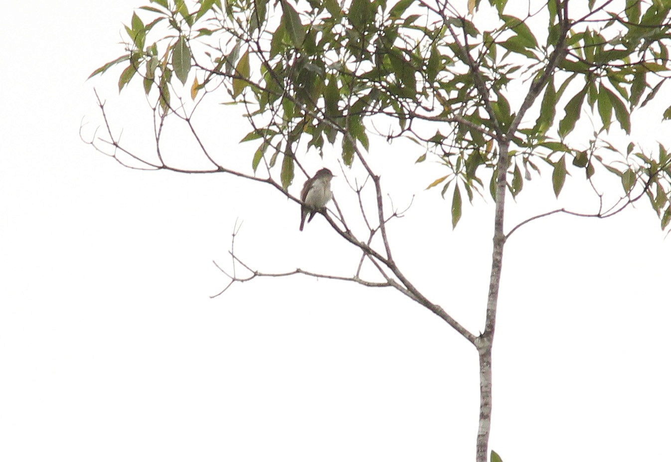 Bismarck Flyrobin (undescribed form) - eBird