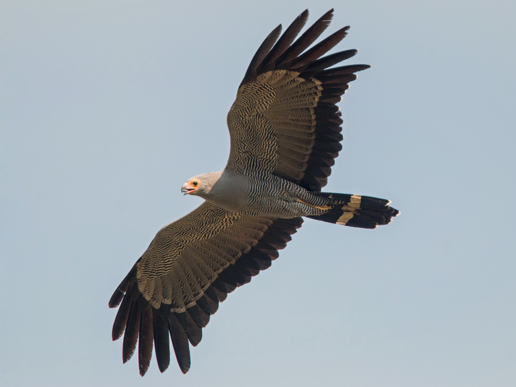 African Harrier-Hawk - eBird