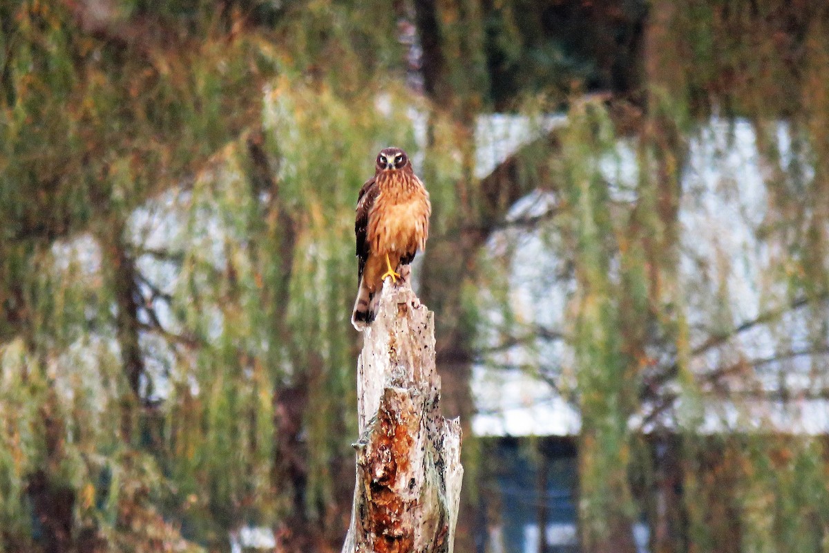 eBird Checklist - 5 Nov 2019 - Dunback Meadow - 14 species