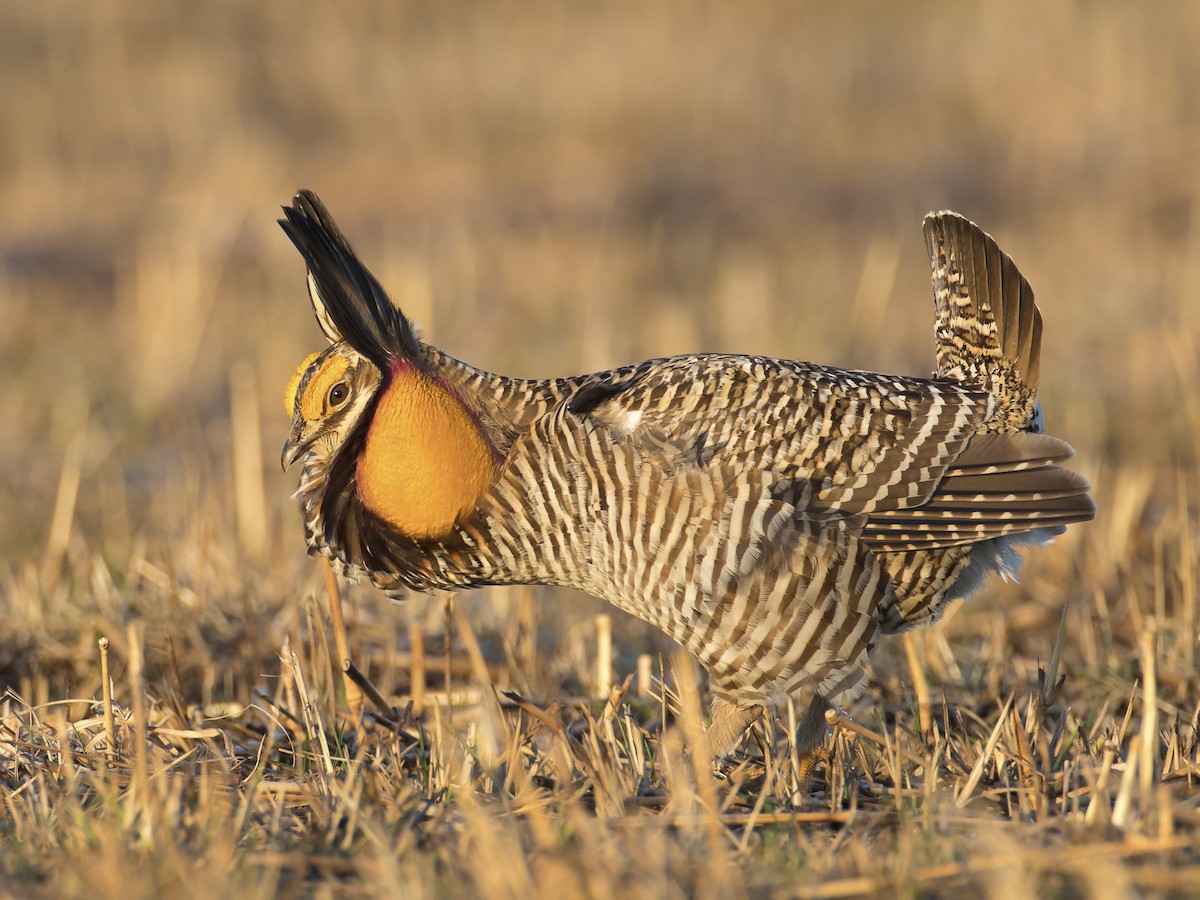 Greater Prairie-Chicken - Tympanuchus cupido - Birds of the World