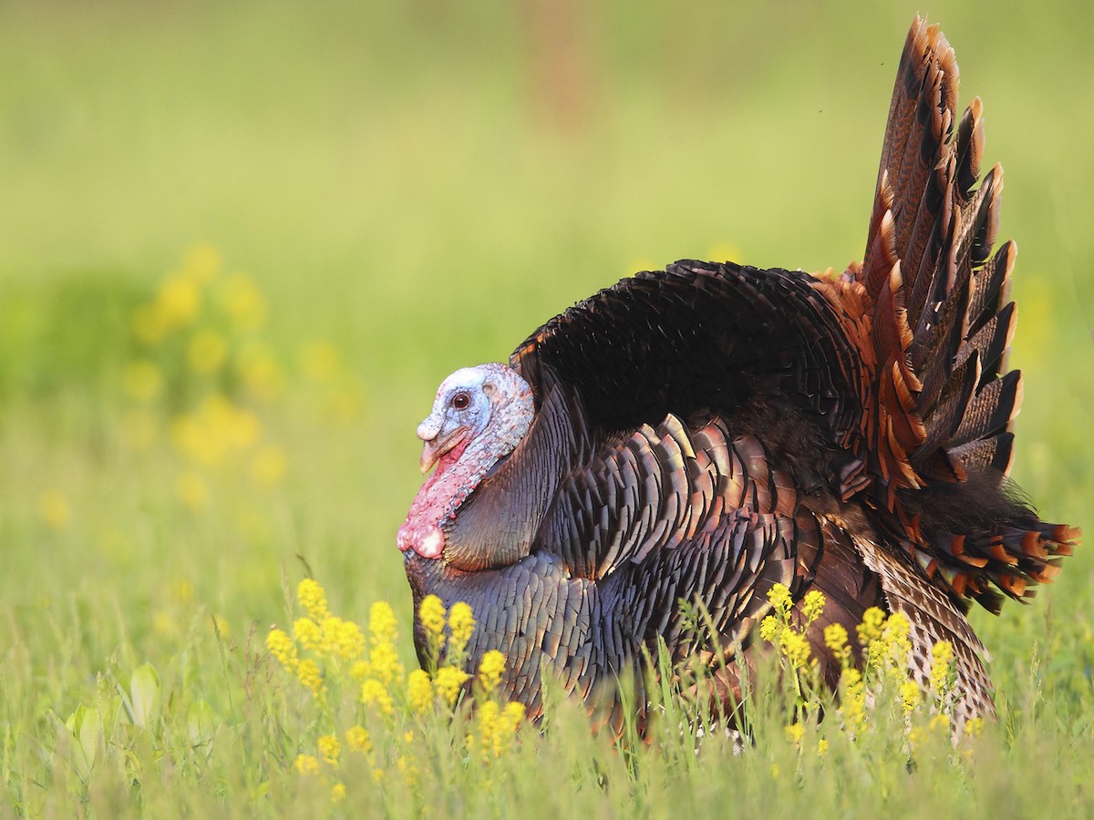 Wild Turkey - Meleagris gallopavo - Birds of the World