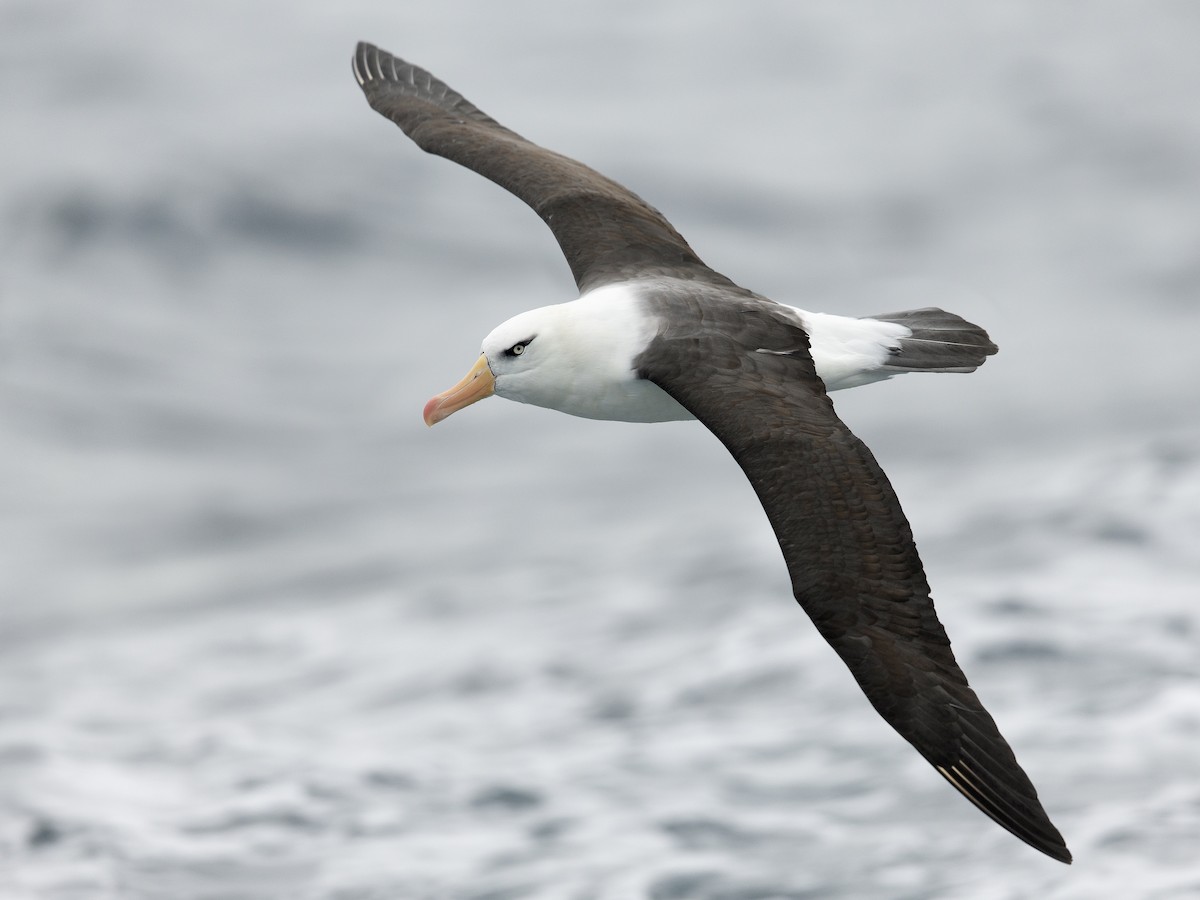 Black-browed Albatross - Thalassarche melanophris - Birds of the World