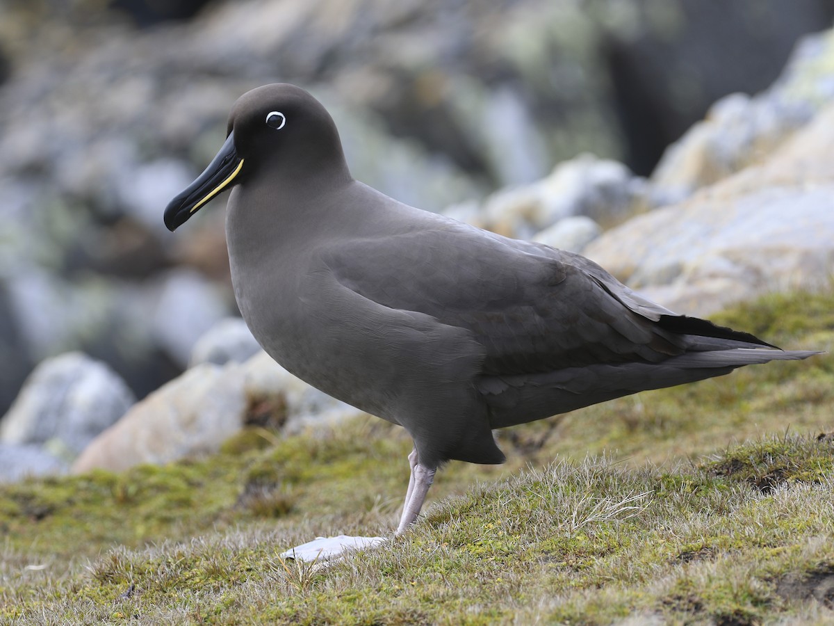 Sooty Albatross - Phoebetria fusca - Birds of the World