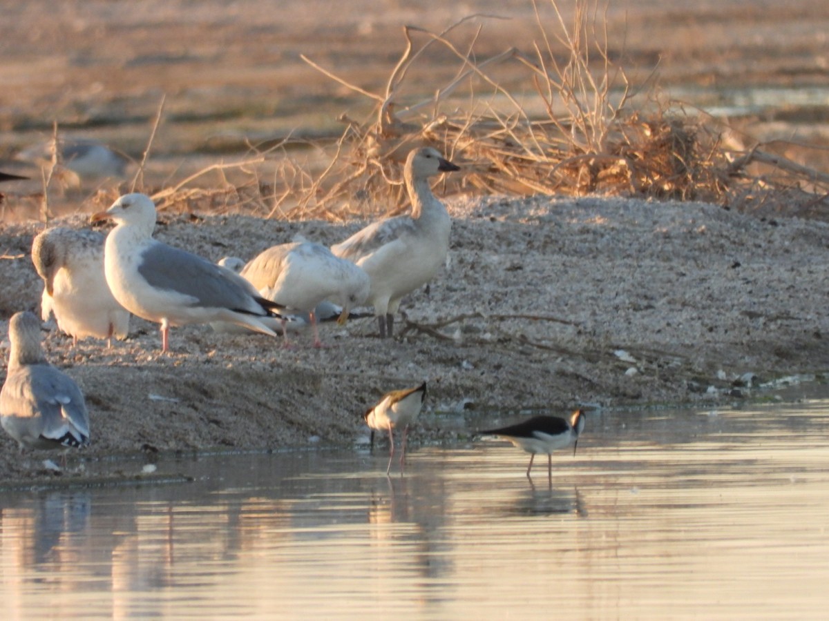 eBird Checklist - 9 Nov 2019 - Salton Sea SRA--Salt Creek Beach - 29 ...