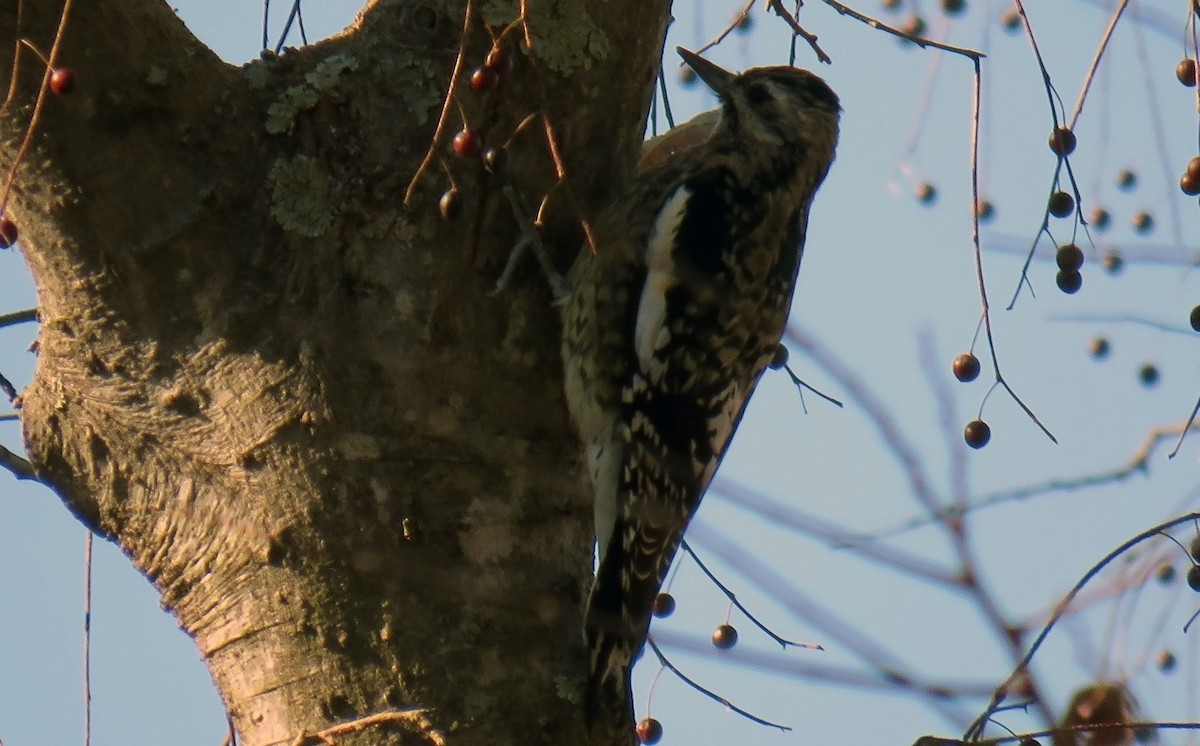 eBird Checklist - 10 Nov 2019 - Manassas National Battlefield Park ...