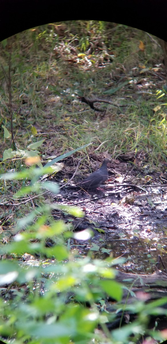 eBird Checklist - 10 Nov 2019 - Dauphin Island--Shell Mound Park - 1 ...
