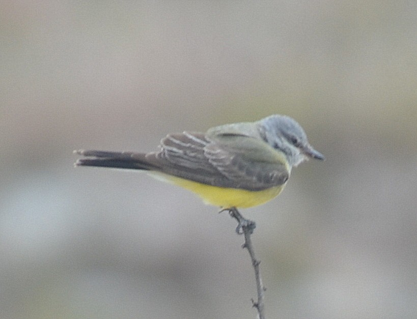 eBird Checklist - 10 Nov 2019 - Jones Beach SP--Theodore Roosevelt ...