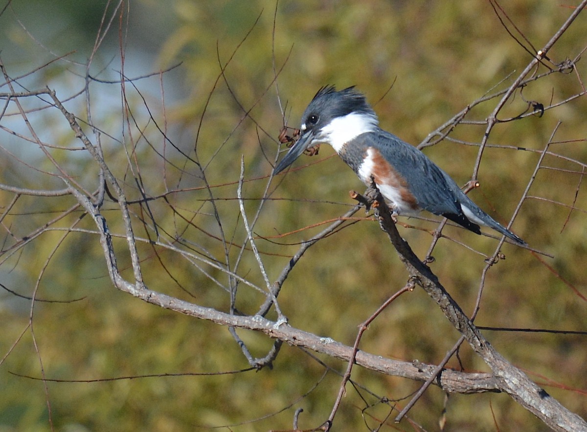 eBird Checklist - 11 Nov 2019 - Beaver Lake Bird Sanctuary - 22 species