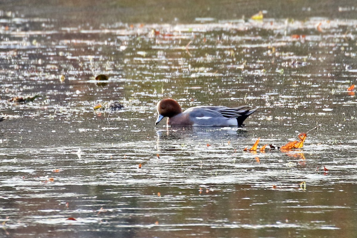 eBird Checklist - 10 Nov 2019 - 14 Acre Pond, Norwalk - 11 species