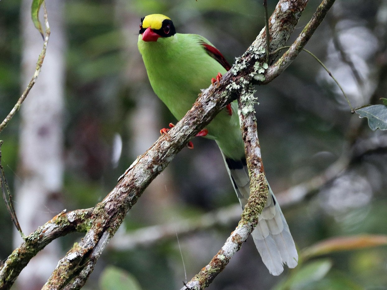 Common Green-Magpie - eBird