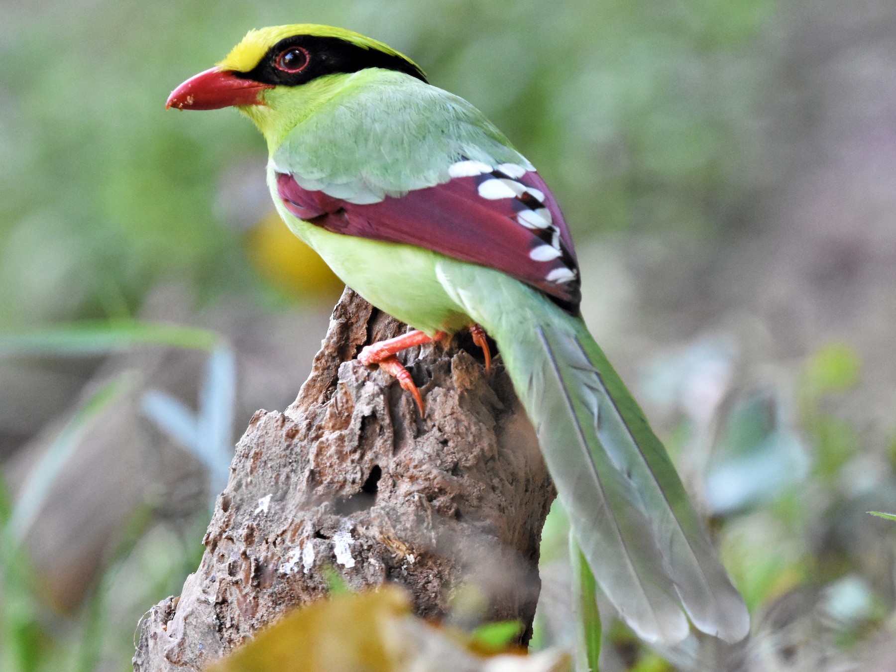 Common Green-Magpie - eBird