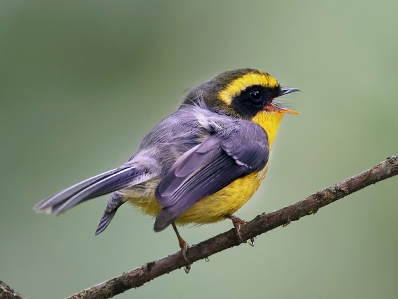 Yellow-bellied Fairy-Fantail - eBird