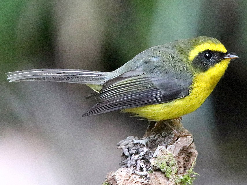 Yellow-bellied fairy-fantail - eBird