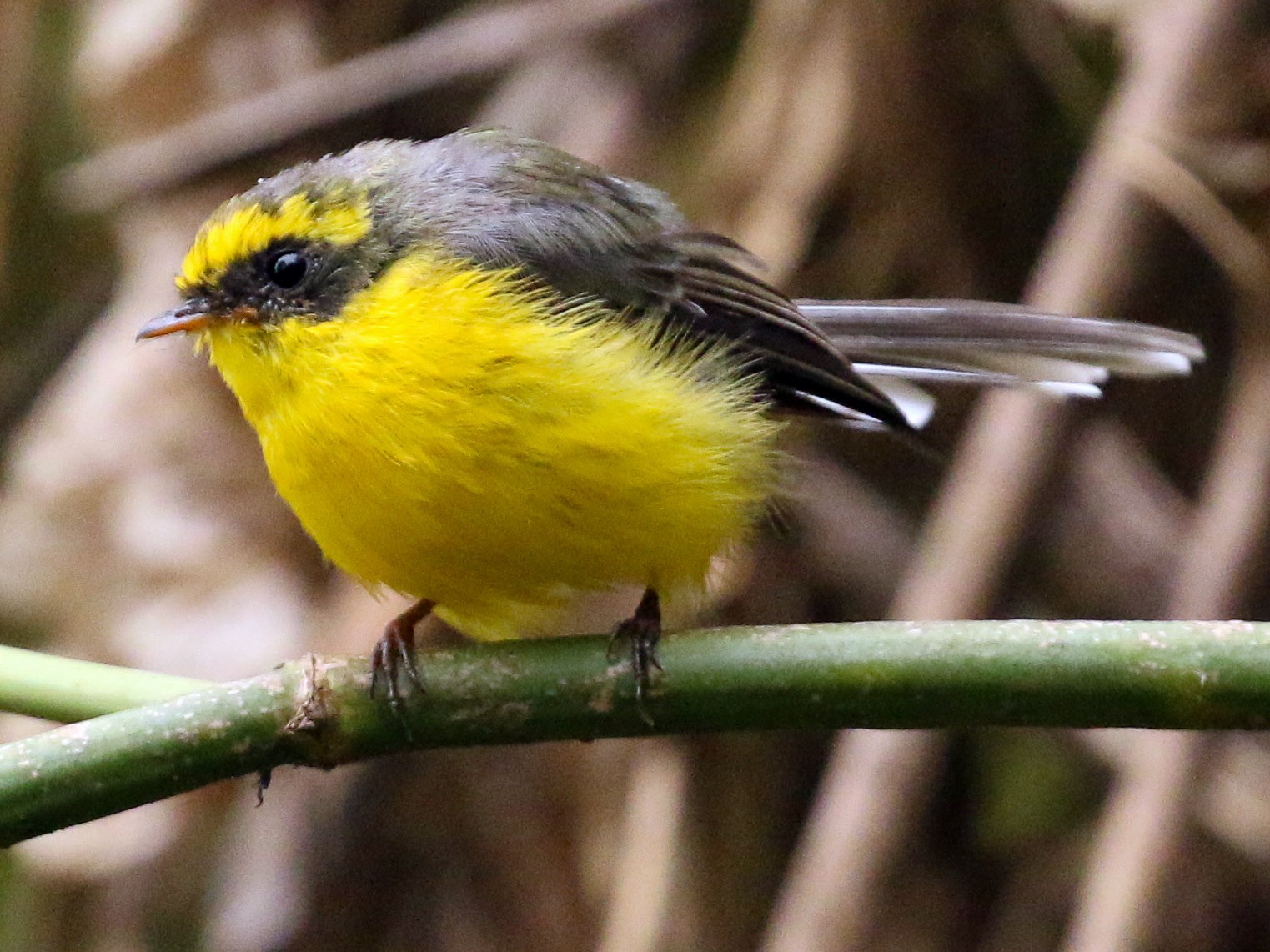 Yellow-bellied Fairy-Fantail - eBird