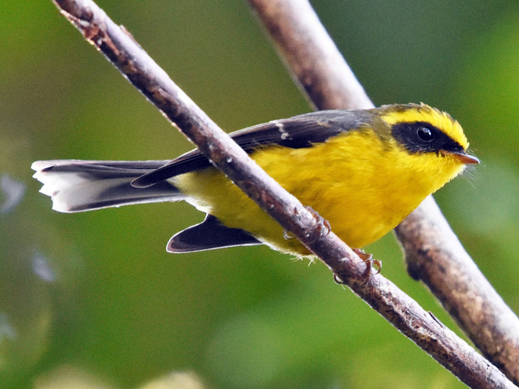 Yellow-bellied Fairy-Fantail - eBird