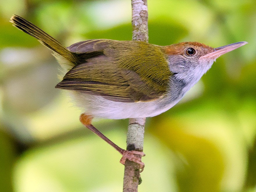 Dark-necked Tailorbird - eBird