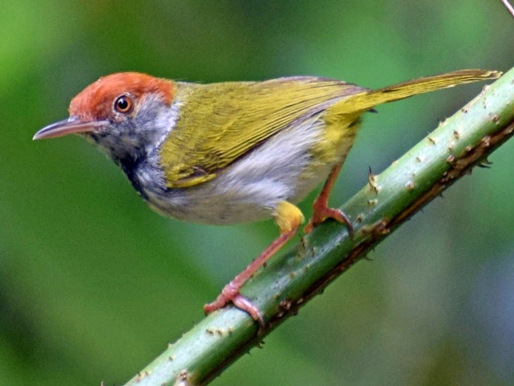 Dark-necked Tailorbird - eBird