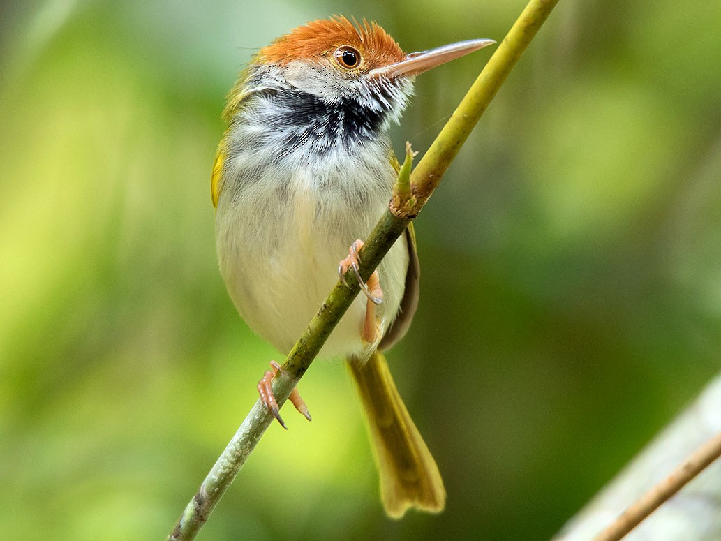 Dark-necked Tailorbird - eBird