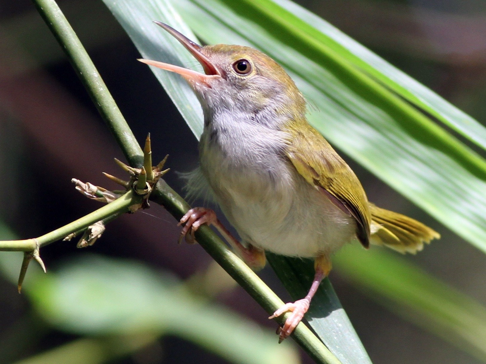 Dark-necked Tailorbird - eBird