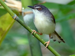 Rufescent Prinia - eBird