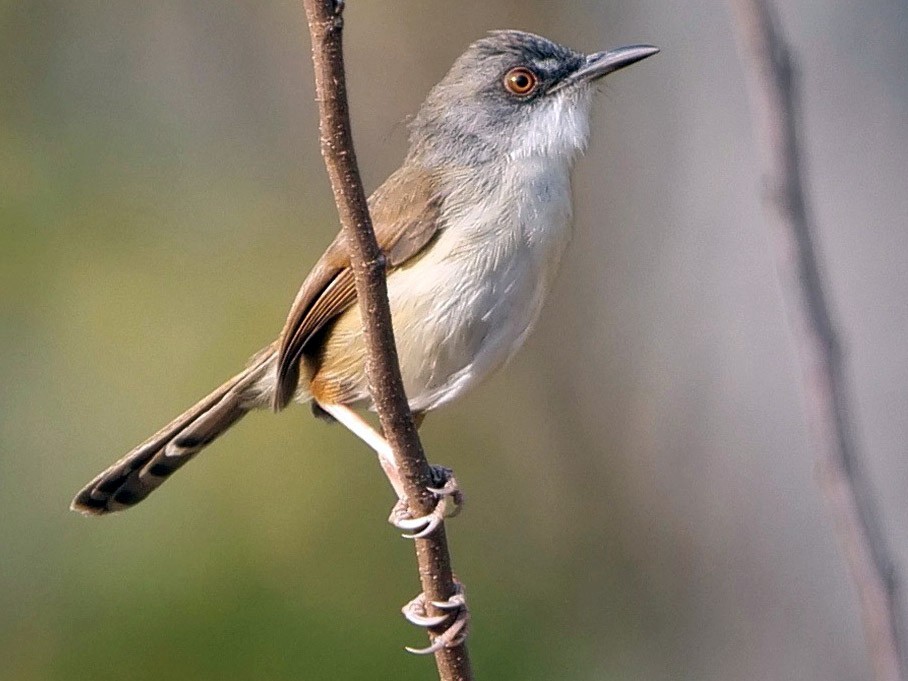 Rufescent Prinia - eBird